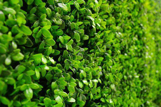 Collections – Designer Vertical Gardens