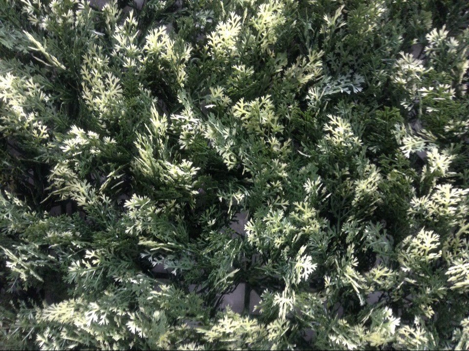 Cypress Pine – Designer Vertical Gardens