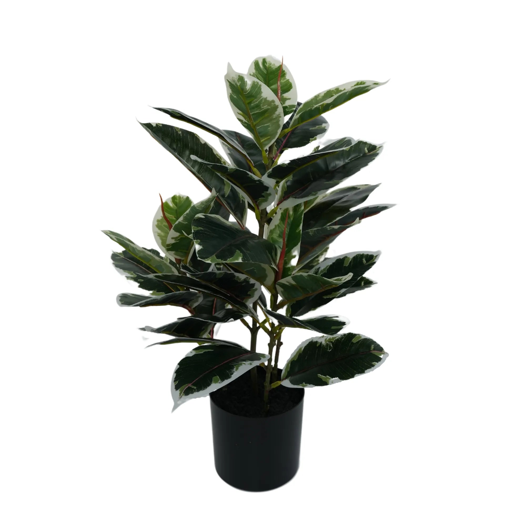 Artificial Bushy Dense Variegated Ficus Tree (Rubber Tree) 50cm ...