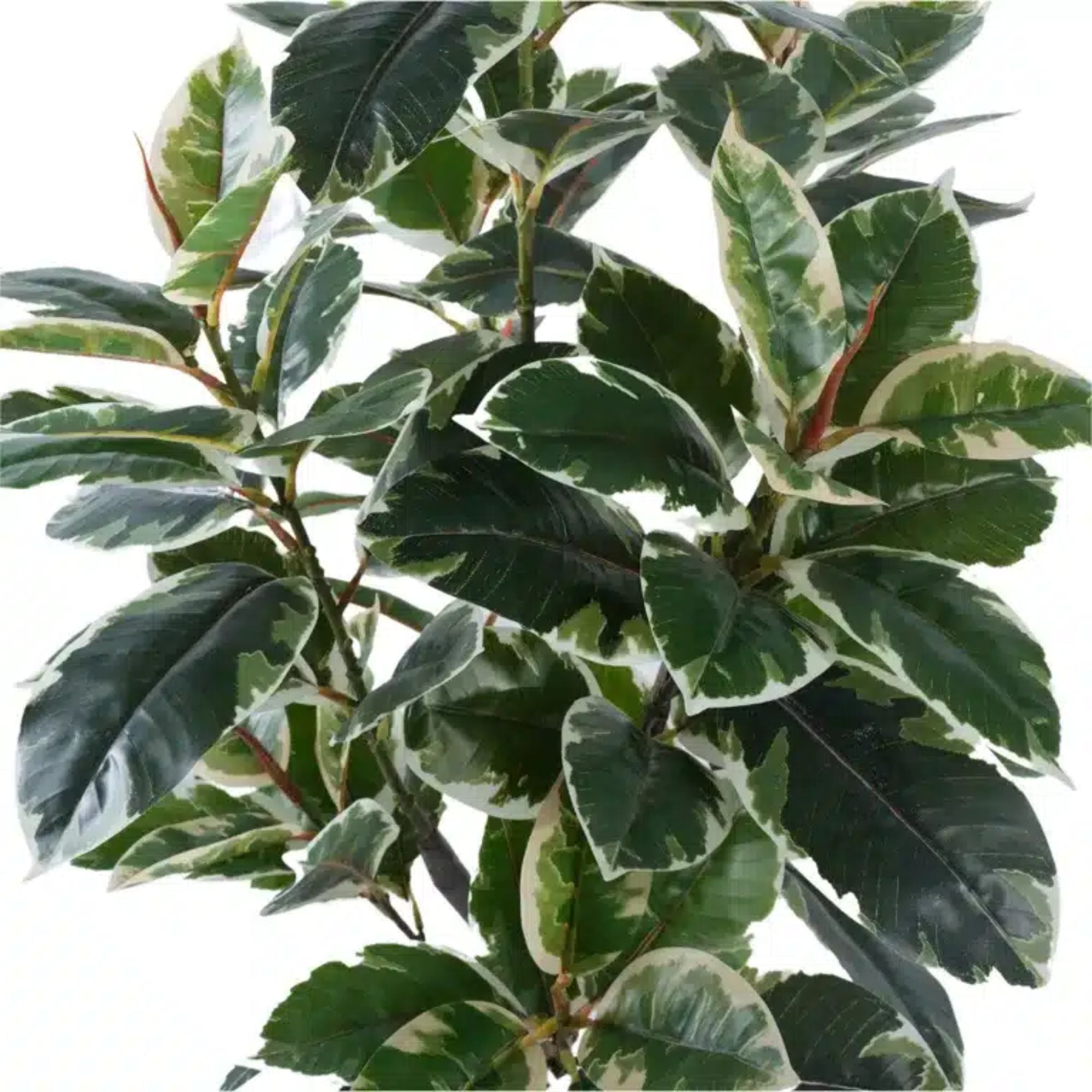 Artificial Bushy Variegated Ficus Tree (Rubber Tree) 120cm – Designer ...